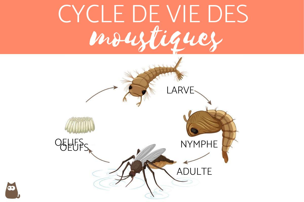 Reproduction du moustique - Cycle de vie COMPLET