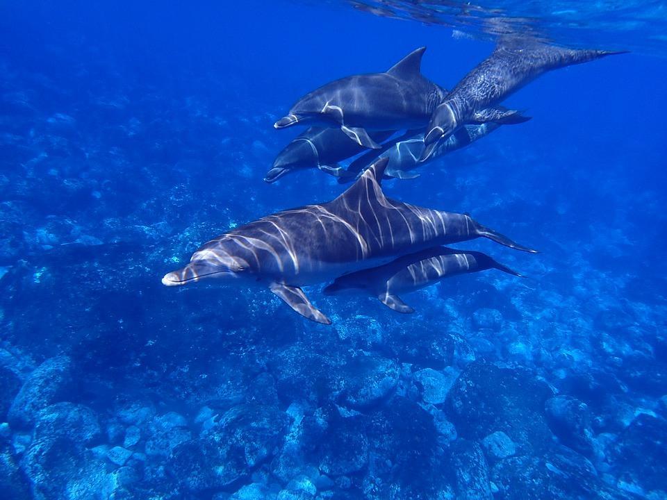 Les records des animaux - TOP 20