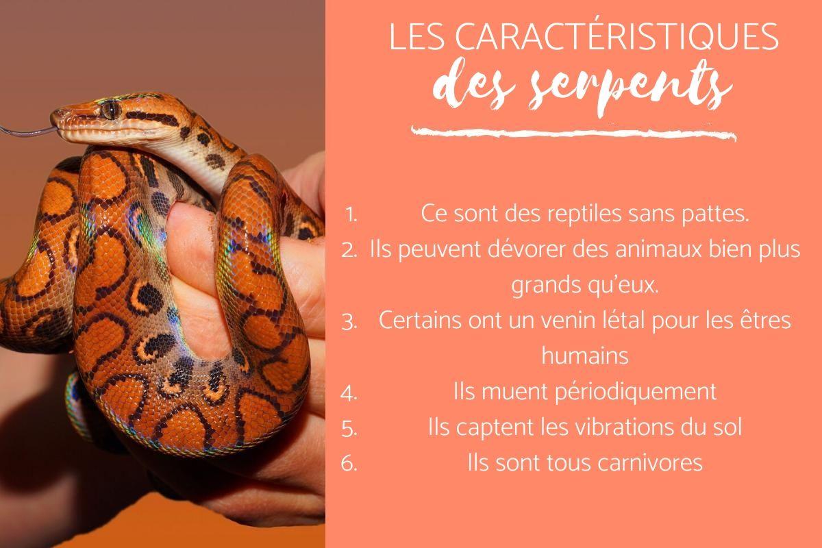 Squelette de SERPENT - TOUT SAVOIR