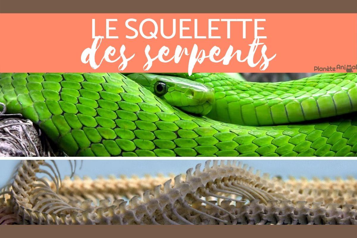Squelette de SERPENT - TOUT SAVOIR