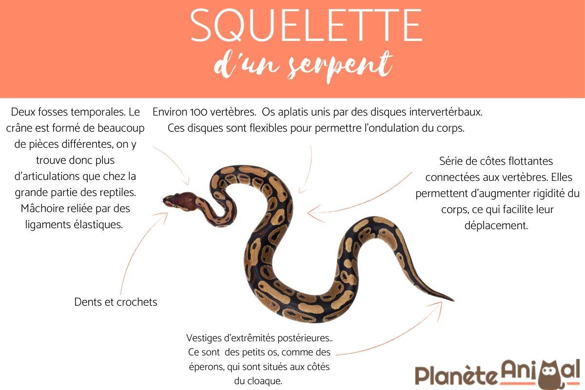 Squelette de SERPENT - TOUT SAVOIR