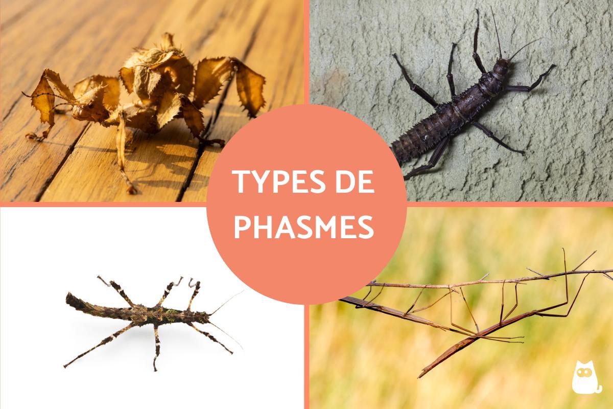 Phasmes - types, caractéristiques, reproduction, habitat et photo