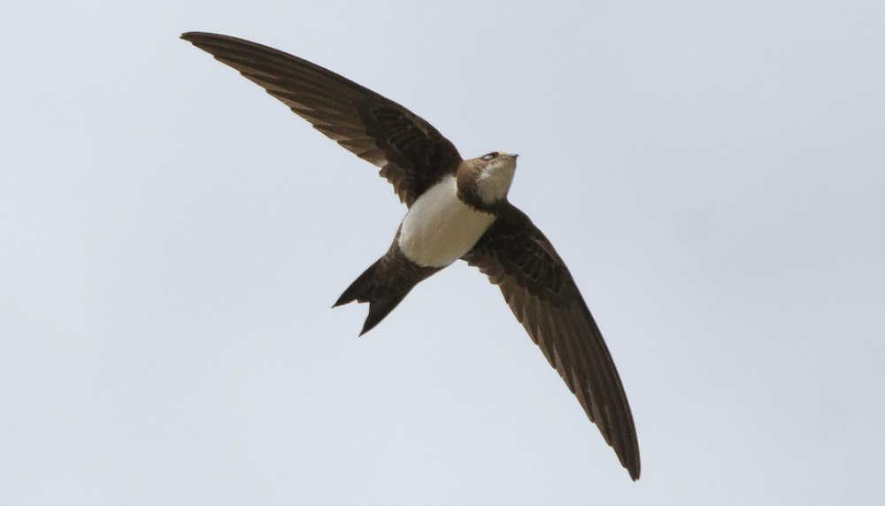 Quelle DIFFÉRENCE entre une HIRONDELLE et un MARTINET