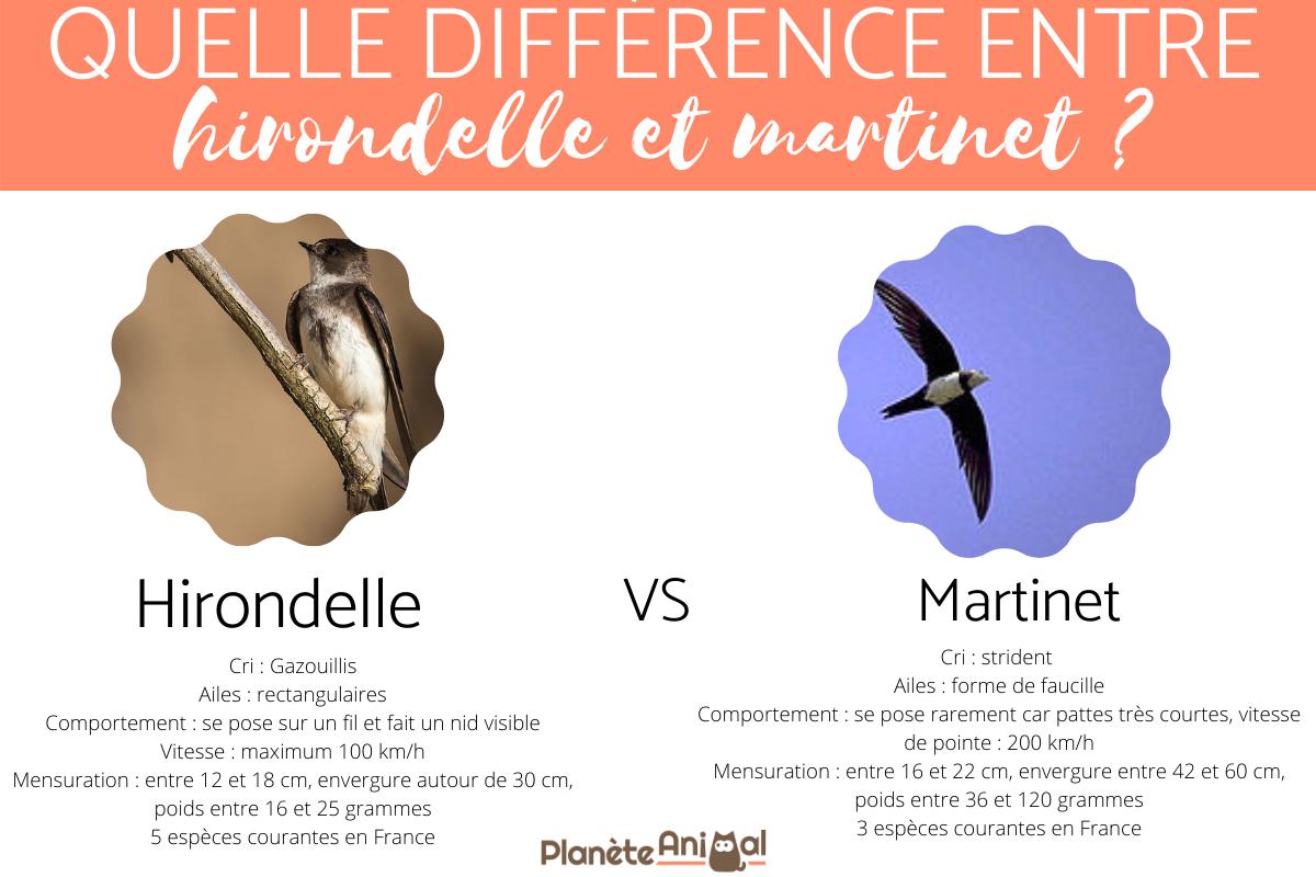 Quelle DIFFÉRENCE entre une HIRONDELLE et un MARTINET