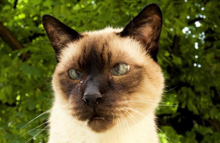 CHAT QUI LOUCHE -Causes et traitement du STRABISME chez le CHAT