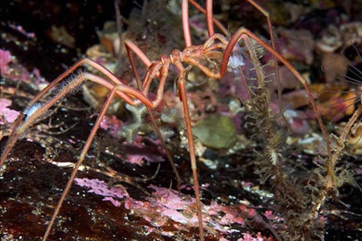 Araignées de mer - Types, caractéristiques et habitat