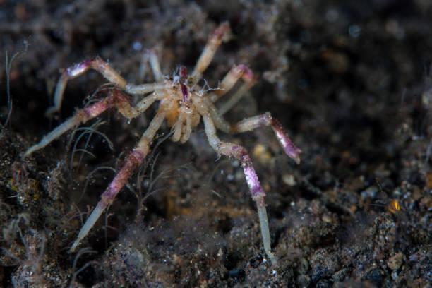 Araignées de mer - Types, caractéristiques et habitat