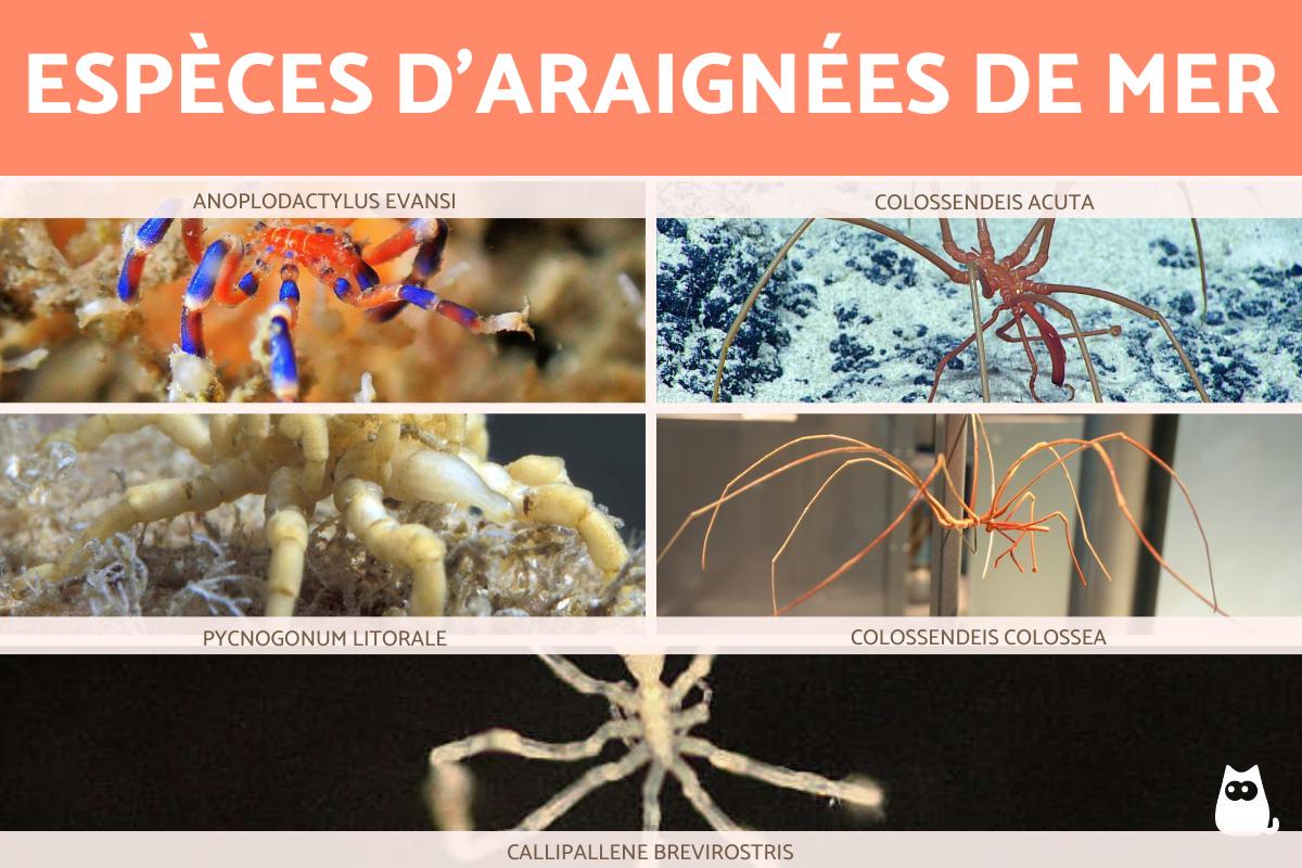 Araignées de mer - Types, caractéristiques et habitat