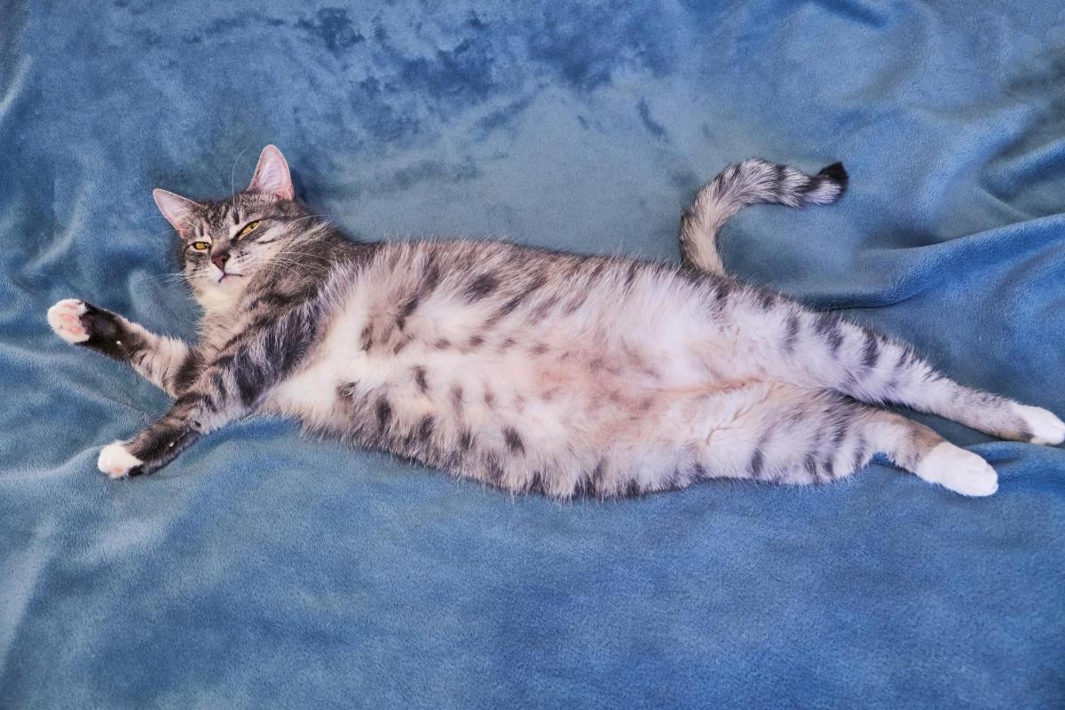 Les CHATS ont-ils un NOMBRIL ? - Découvrez à quoi il ressemble et où il ...