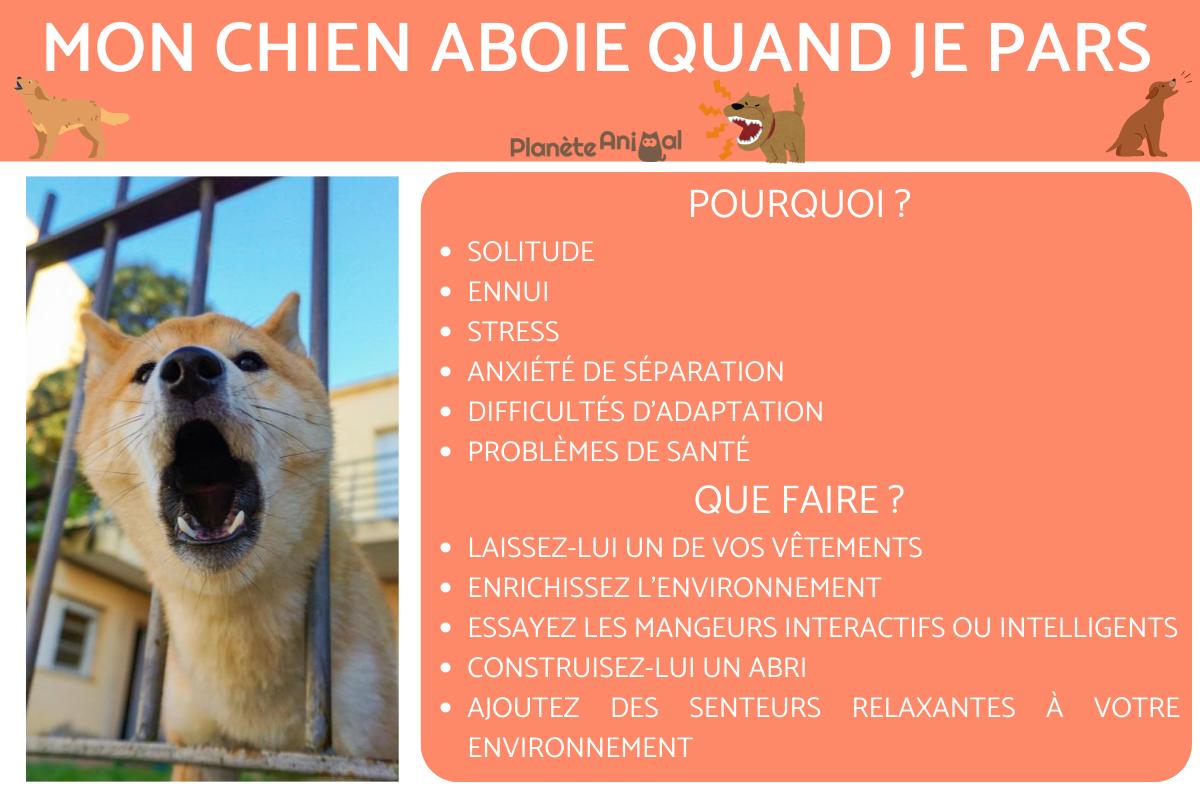 Mon chien aboie quand je pars - CAUSES et QUE FAIRE