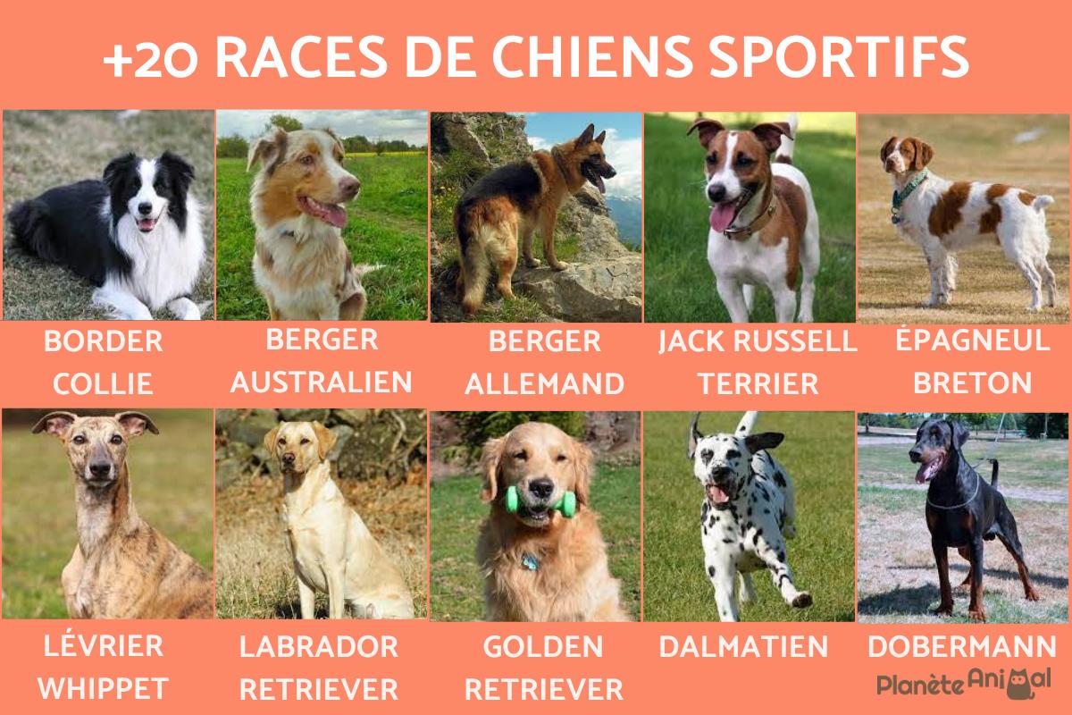 25 races de chiens sportifs - Quel chien pour courir