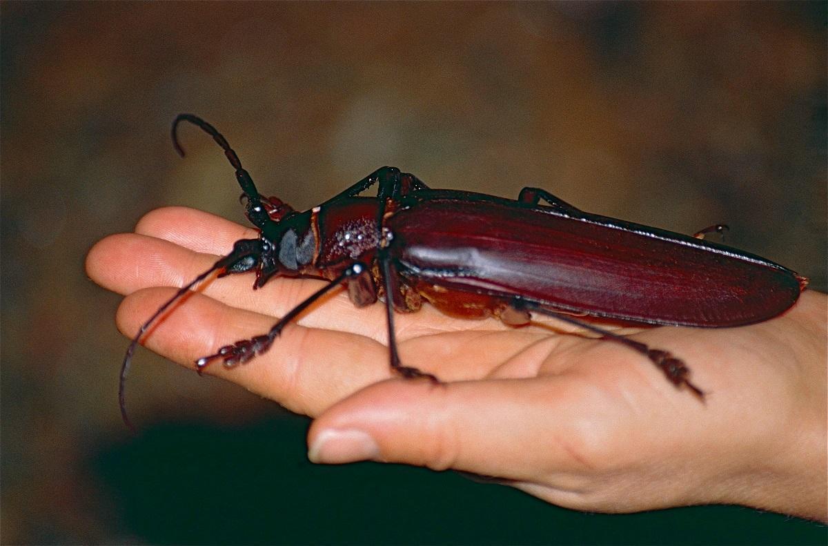 GROS INSECTE - Caractéristiques, espèces et photos