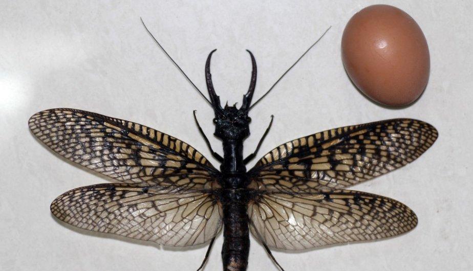 GROS INSECTE - Caractéristiques, espèces et photos