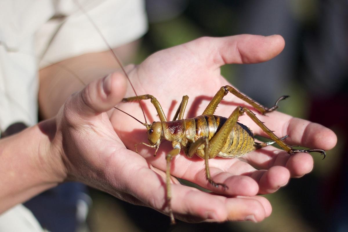 GROS INSECTE - Caractéristiques, espèces et photos