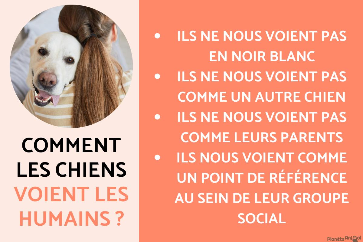 Comment les chiens voient les humains