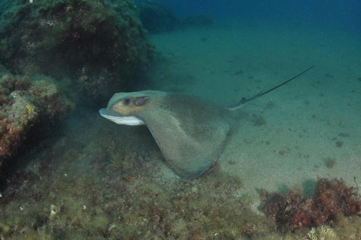 10 types de raies - Espèces de raies avec PHOTOS