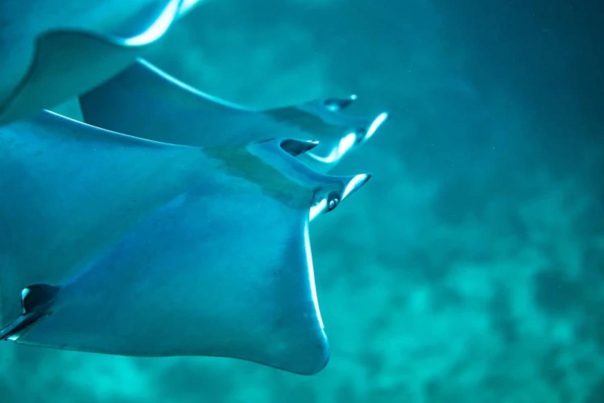 10 types de raies - Espèces de raies avec PHOTOS