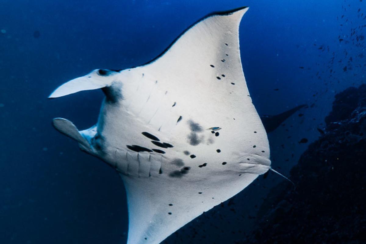 10 types de raies - Espèces de raies avec PHOTOS