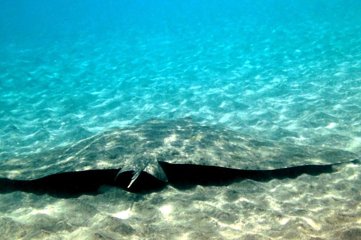 10 types de raies - Espèces de raies avec PHOTOS