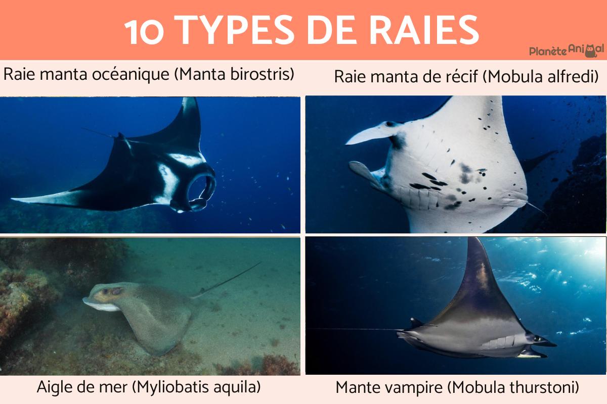 10 types de raies - Espèces de raies avec PHOTOS