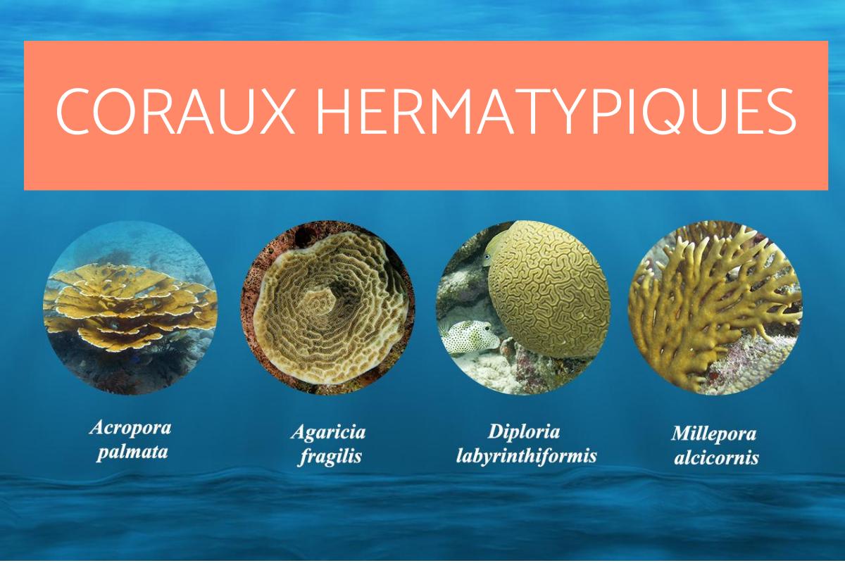 Types de coraux - Espèces représentatives et leurs particularités