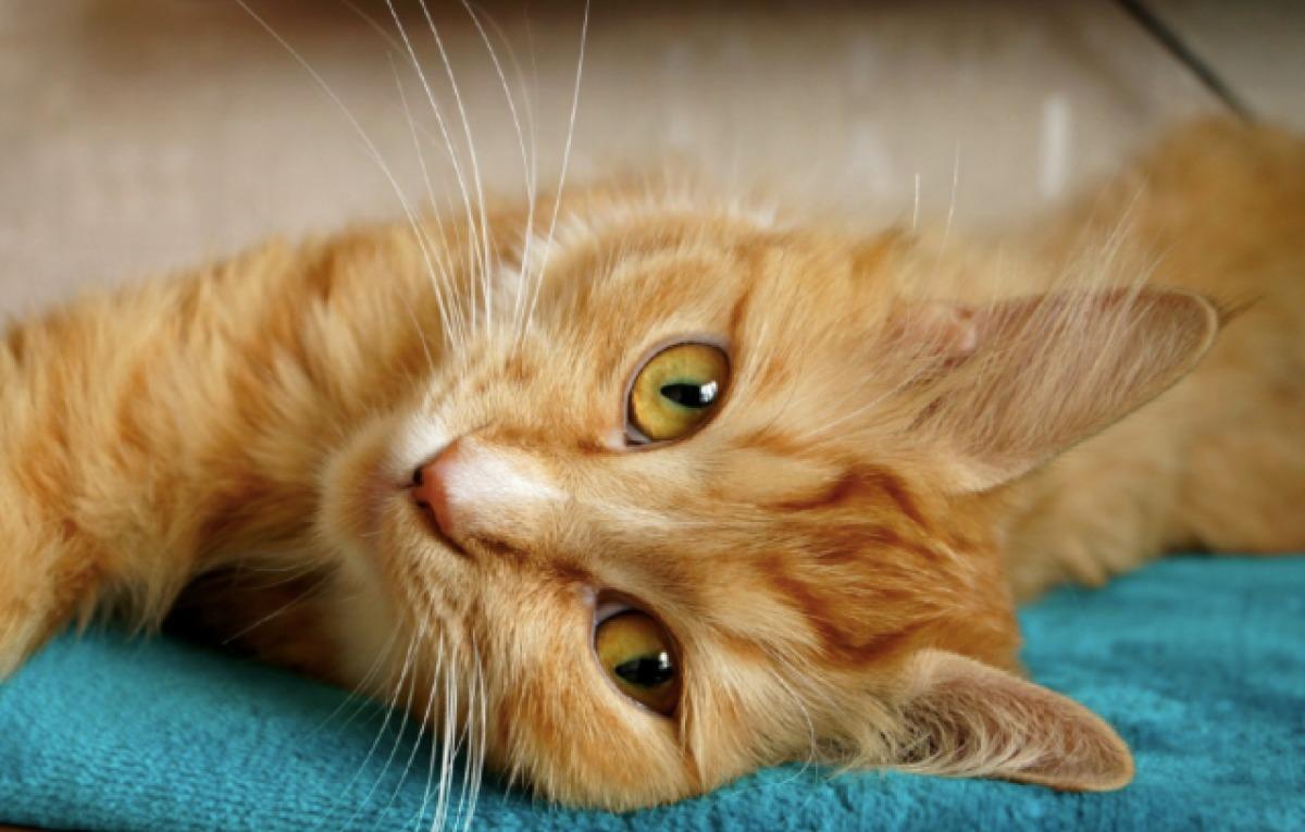 JAUNISSE du CHAT - Causes et symptômes