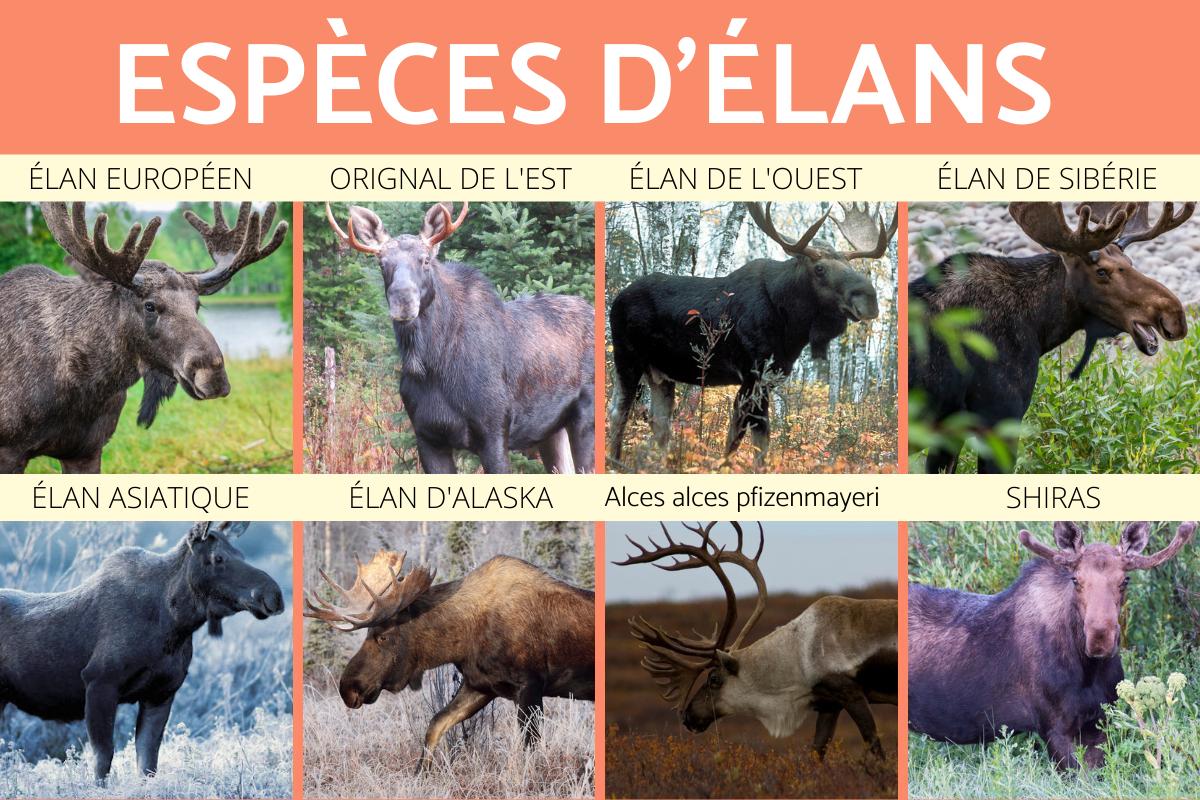 Élan - Espèces, caractéristiques, alimentation et habitat