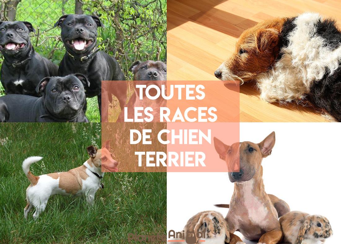 TOP 34 des RACES de CHIEN TERRIER