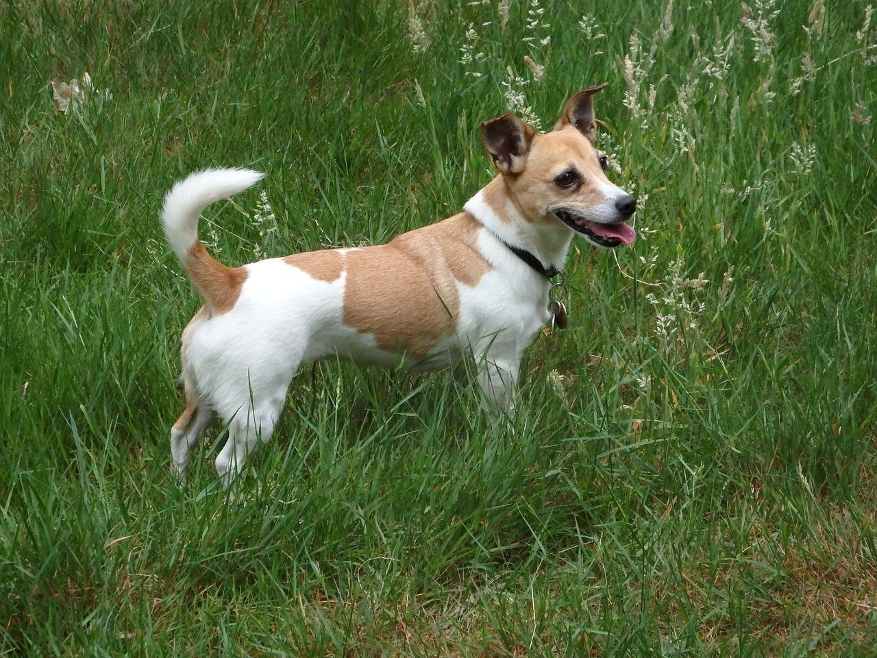 TOP 34 des RACES de CHIEN TERRIER