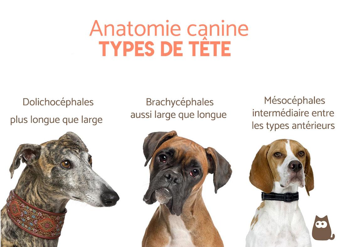 TOUT sur l'anatomie du chien - EXTERNE et INTERNE