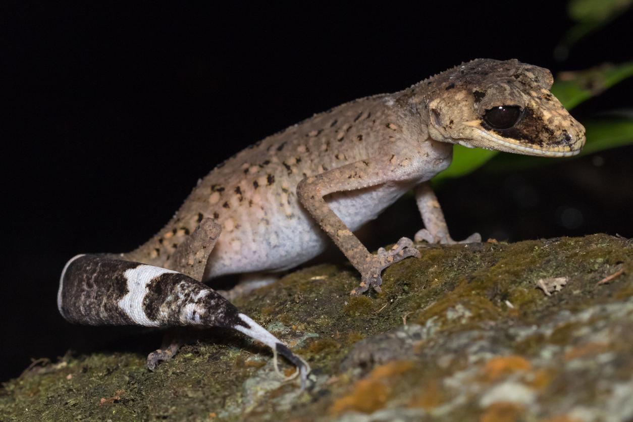 DIFFÉRENTS TYPES de GECKOS - Caractéristiques, habitat et exemples