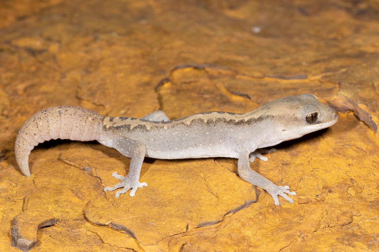 DIFFÉRENTS TYPES de GECKOS - Caractéristiques, habitat et exemples