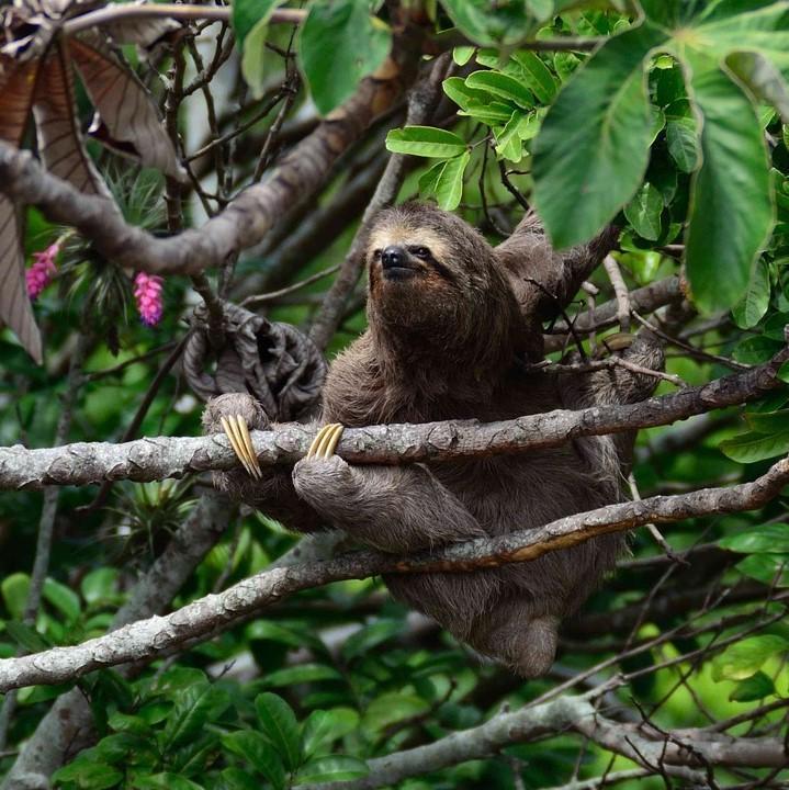 L'alimentation du paresseux