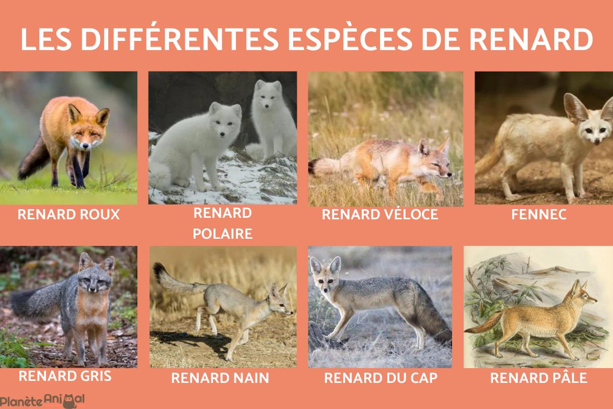 Quelles sont les différentes espèces de renard ? - Noms + Photos