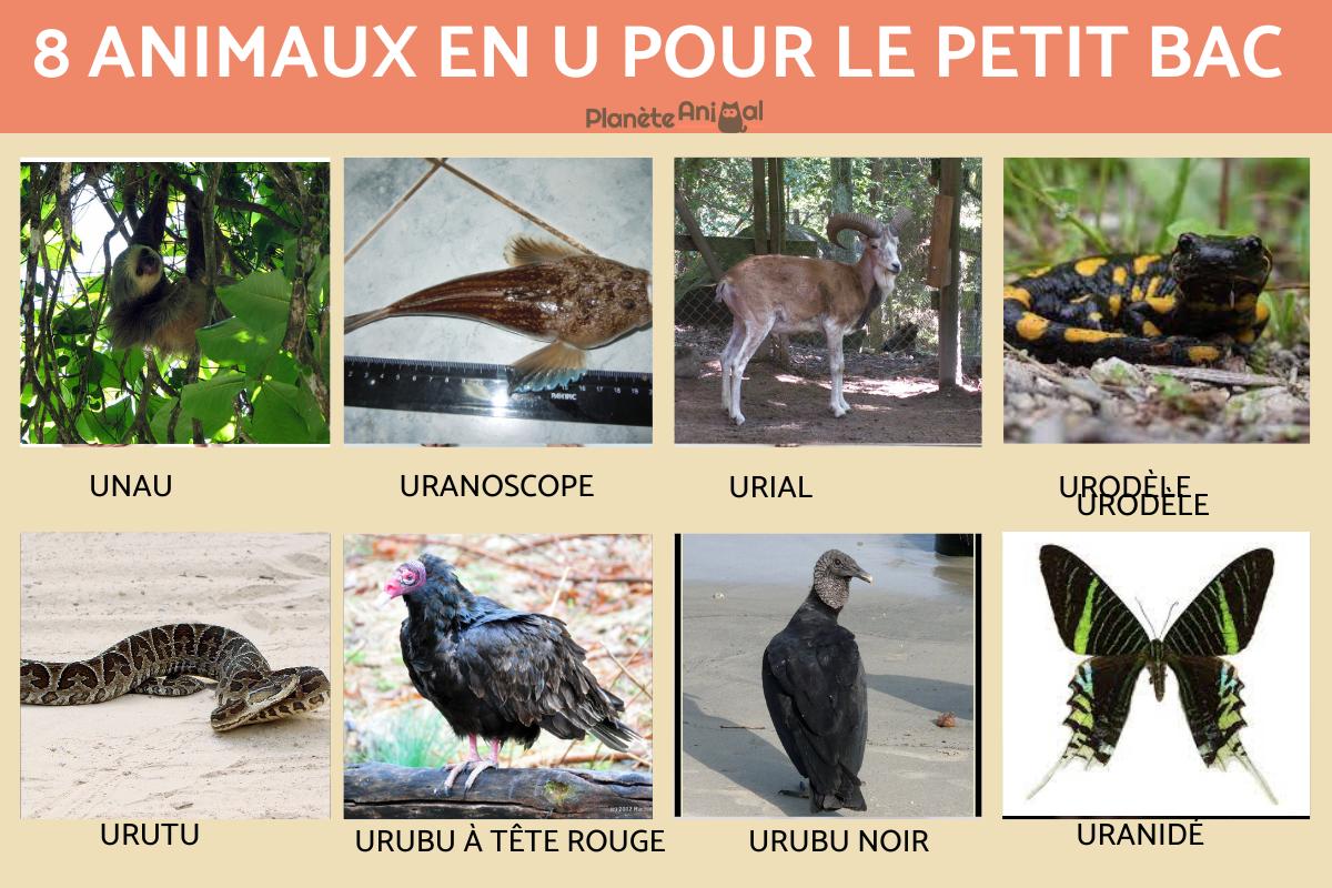 8 ANIMAUX en U pour GAGNER au PETIT BAC