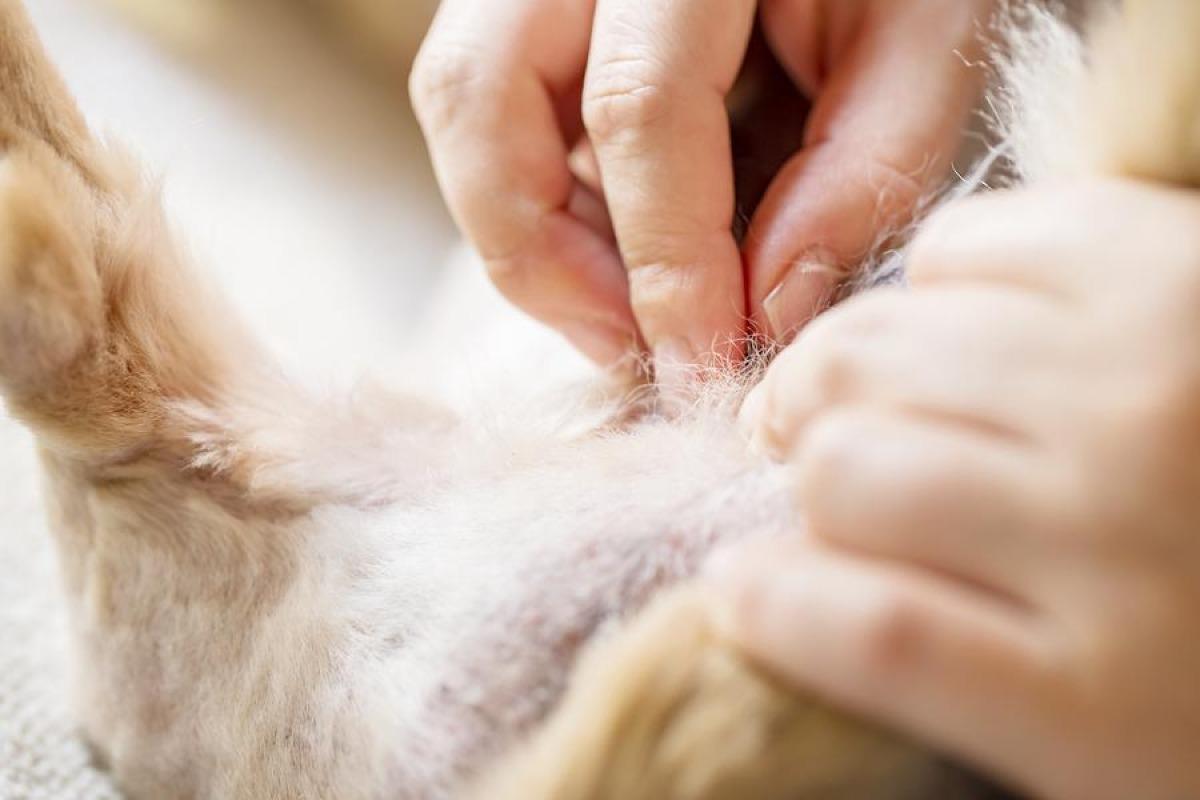 + de 10 REMÈDES CONTRE LES PUCES DE CHIEN