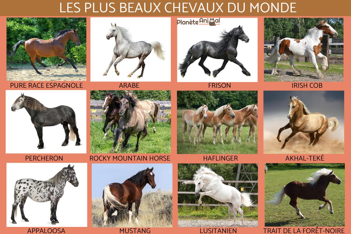 TOP 15 des PLUS BEAUX CHEVAUX du MONDE - PHOTOS + VIDÉO
