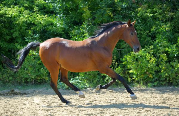 TOP 15 des PLUS BEAUX CHEVAUX du MONDE - PHOTOS + VIDÉO