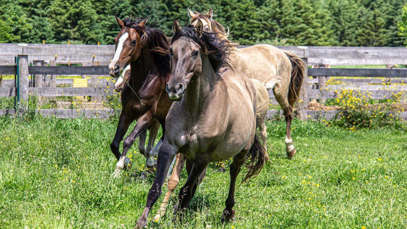 TOP 15 des PLUS BEAUX CHEVAUX du MONDE - PHOTOS + VIDÉO