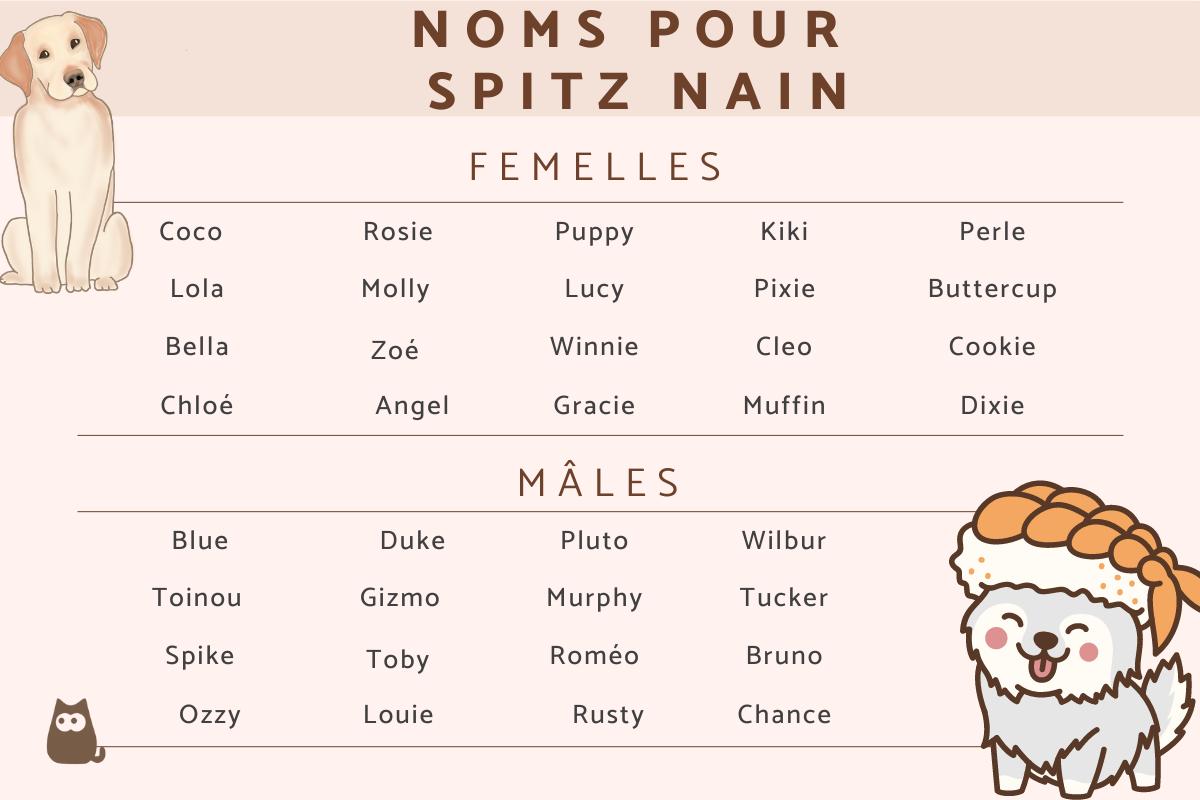 300 noms pour SPITZ NAIN MÂLE et FEMELLE
