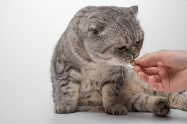 Mon CHAT a la QUEUE CASSÉE - Causes et que faire