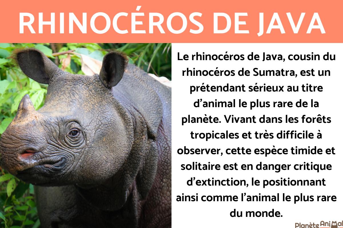 30 Animaux les PLUS RARES du MONDE - avec PHOTOS