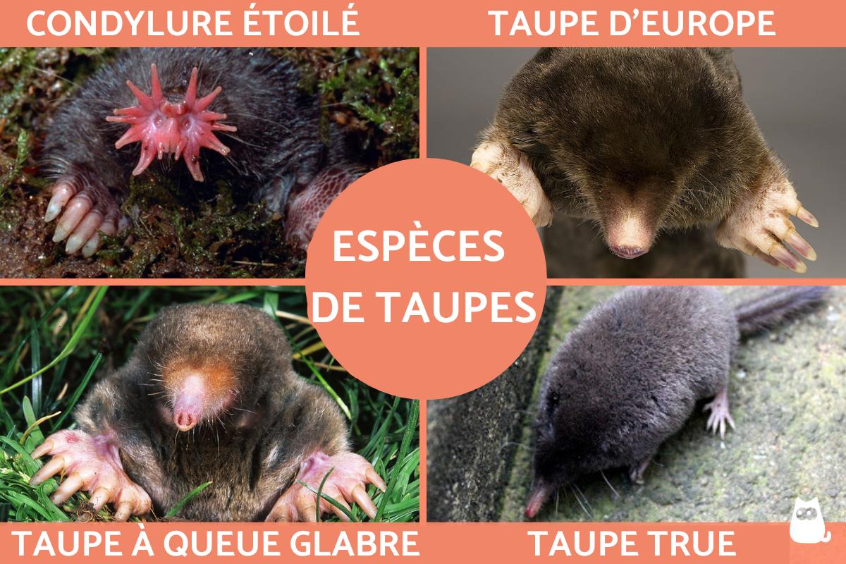 ESPÈCES de TAUPES - Caractéristiques et PHOTOS