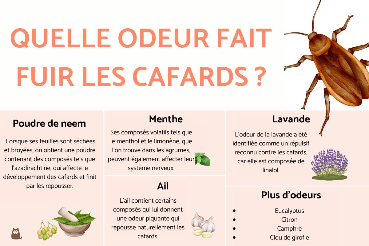 Quelle odeur fait fuir les cafards
