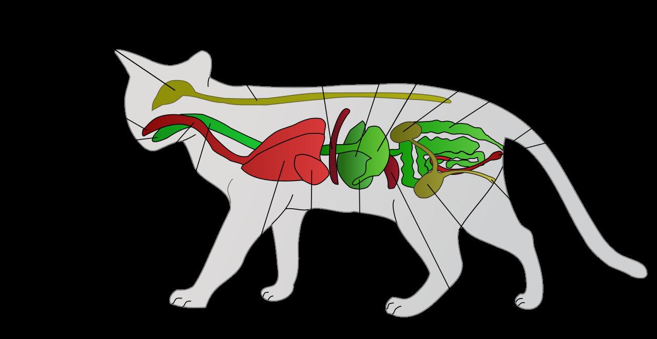 Anatomie du chat - Interne, externe, squelette et ventre