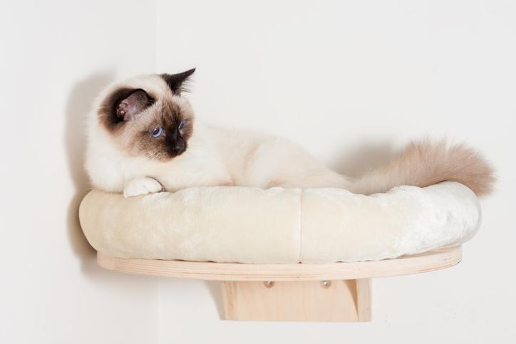 Anatomie du chat - Interne, externe, squelette et ventre