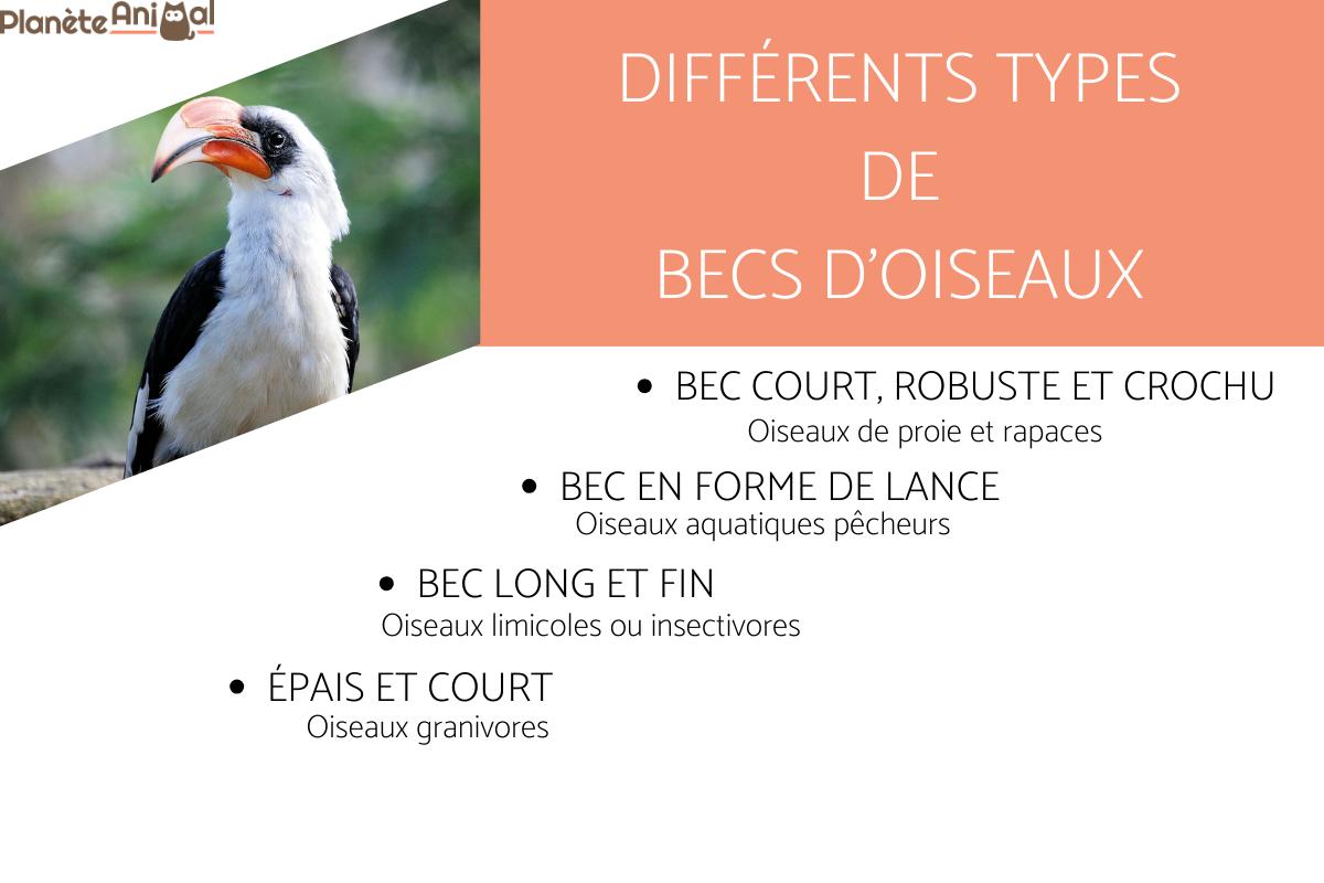 Bec d'oiseau - TYPES et FORMES - À quoi servent-ils