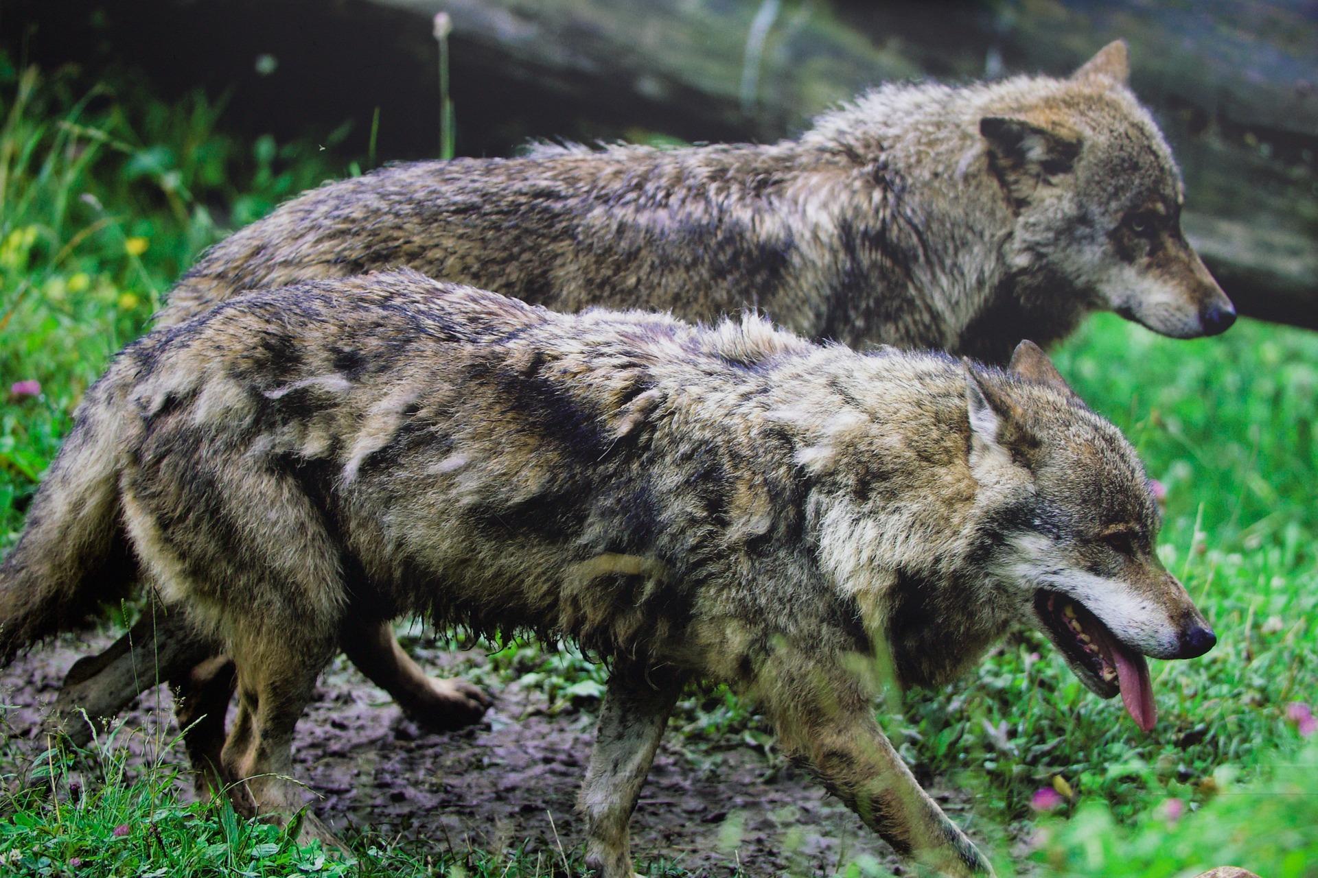 Que MANGENT les LOUPS - Tout sur l'ALIMENTATION du LOUP