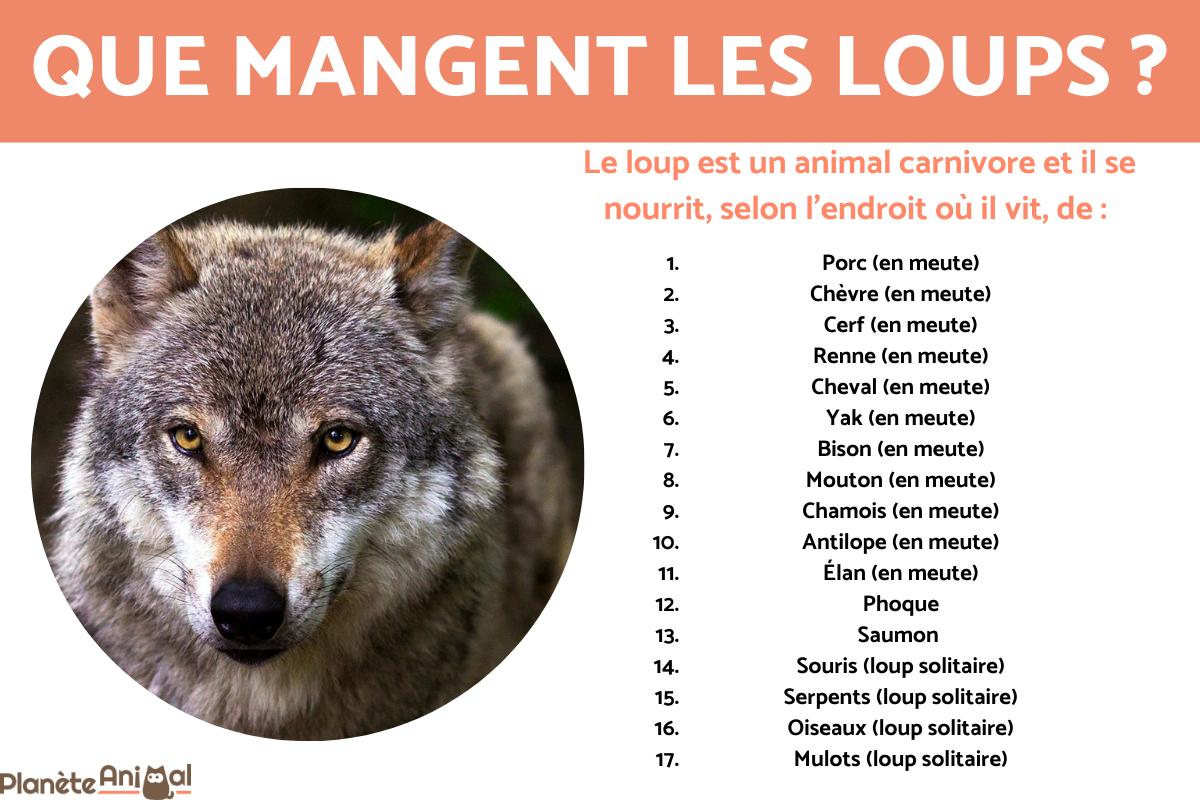 Que MANGENT les LOUPS - Tout sur l'ALIMENTATION du LOUP