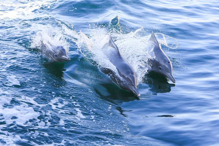 35 Animaux d'Australie - TYPIQUES, SAUVAGES et DANGEREUX (avec IMAGES)